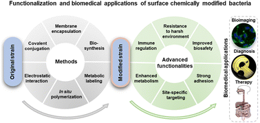 Surface-modified bacteria: synthesis, functionalization and biomedical ...