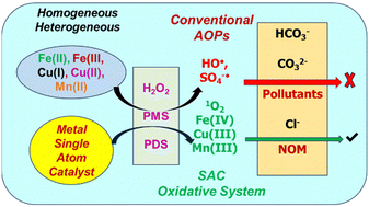 Single atom catalyst-mediated generation of reactive species in water ...
