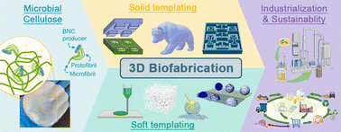 Biofabrication with microbial cellulose: from bioadaptive designs to ...