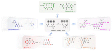 A deep learning model for type II polyketide natural product prediction ...