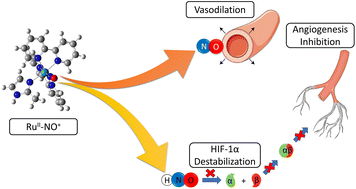 New nitrosyl ruthenium complexes with combined activities for multiple ...