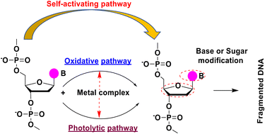 Transition metal complexes as self-activating chemical nucleases ...