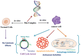 Interactions of Mn complexes with DNA: the relevance of therapeutic ...