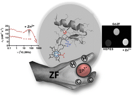 A phosphorylated zinc finger peptide bearing a gadolinium complex for ...