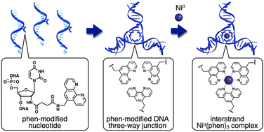 Phenanthroline-modified DNA three-way junction structures stabilized by ...