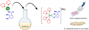 Synthesis, characterisation and antibacterial activity of novel Ga(iii ...