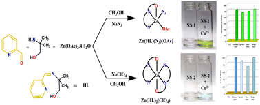 Anion-directed structural tuning of two azomethine-derived Zn2 ...