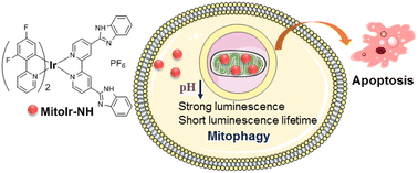 Inducing and monitoring mitochondrial pH changes with an iridium(iii ...