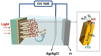 Enhanced photoelectrochemical performance of NiS-modified TiO2 nanorods ...
