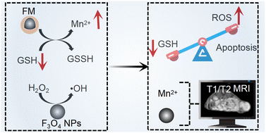 Dual-targeting nanotheranostics for MRI-guided enhanced chemodynamic ...