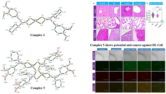 Antiproliferative activity of Fe(ii), Co(ii), Ni(ii), Cu(ii), and Zn(ii) complexes of ...