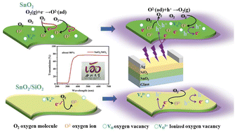 The enhanced responsivity and response speed of SnO2 visible-blind ...