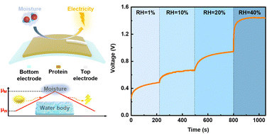 Lab free protein-based moisture electric generators with a high ...