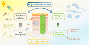 Making the connections: physical and electric interactions in biohybrid ...