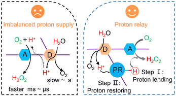 Proton reservoirs in polymer photocatalysts for superior H2O2 ...
