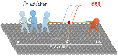 Deciphering the high overpotential of the oxygen reduction reaction via ...