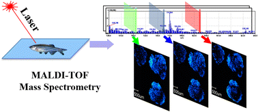 Investigating the effects of PFOA accumulation and depuration on ...