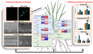 Transcriptomics and metabolomics reveal the mechanisms of enhanced ...