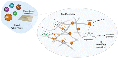 Selective metal recovery by mucin: turning gold from wastewater into a ...