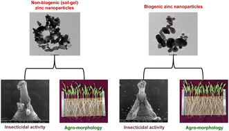 Comparative analysis of the insecticidal activity against Sitophilus ...