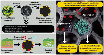 Enzyme-coated biochar as a sustainable solution for water and ...