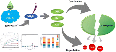 Unveiling a potential disinfection process in ultraviolet treatment of ...