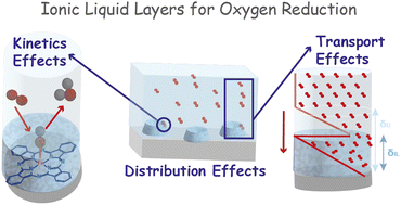 Deconvoluting kinetics and transport effects of ionic liquid layers on ...