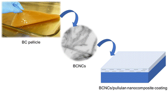 Acid-derived bacterial cellulose nanocrystals as organic filler for the ...
