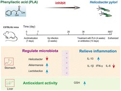 Phenyl lactic acid alleviates Helicobacter pylori infection in C57BL/6 ...