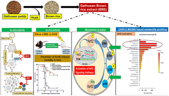 Indian traditional rice variety “Gathuwan” suppresses T-cell-mediated ...