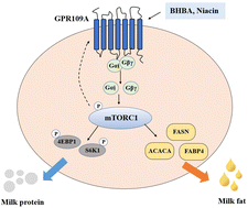 Niacin/β-hydroxybutyrate regulates milk fat and milk protein synthesis ...