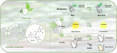 Molecular mechanism of green tea polyphenol epicatechin gallate ...