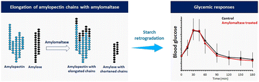 Promotion of starch retrogradation by enzymatic elongation of ...