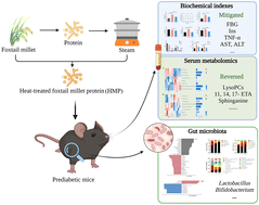 Heat-treated foxtail millet protein delayed the development of pre ...