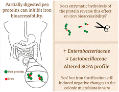 Hydrolysis of pea protein differentially modulates its effect on iron ...