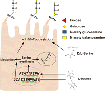 l-Fucose increases the fucosylation of colorectal cancer cells via ...
