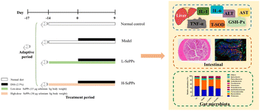 Selenium-containing soybean peptides ameliorate intestinal inflammation ...