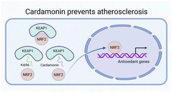 Cardamonin targets KEAP1/NRF2 signaling for protection against ...