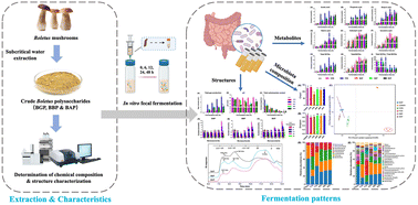 Structural characteristics and in vitro fermentation patterns of polysaccharides from Boletus ...