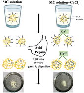 Role of Ca2+ in the pepsin-induced coagulation and in the dynamic in ...