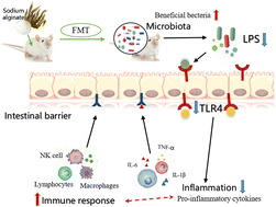 Fecal microbiota transplantation from sodium alginate-dosed mice and ...