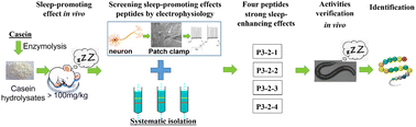 Four novel sleep-promoting peptides screened and identified from bovine ...