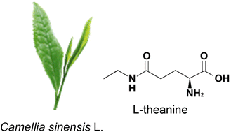 Theanine maintains sleep quality in healthy young women by suppressing ...