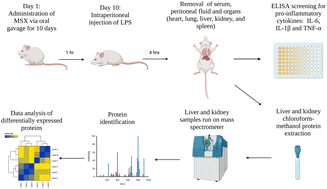 Uncovering the anti-inflammatory mechanisms of phenolic-enriched maple ...