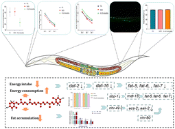 Astaxanthin reduces fat storage in a fat-6/fat-7 dependent manner ...