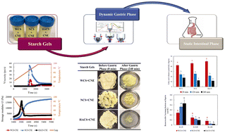 The impact of differently structured starch gels on the ...