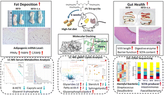 Tricaprylin, a medium-chain triglyceride, aggravates high-fat diet ...