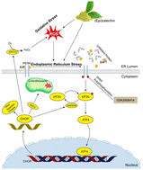 (Epi)catechin damage effects on the development of mouse intestinal ...