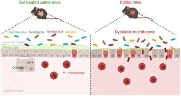 Salidroside alleviates dextran sulfate sodium-induced colitis in mice ...