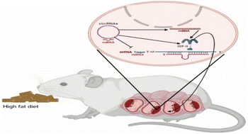 Effects of maternal high-fat diet on fetal growth, placental nutrient ...